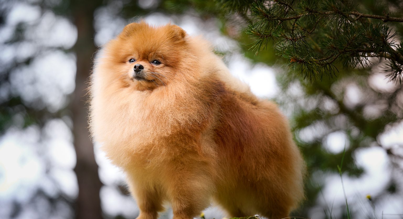 Why does a dog bark constantly and how to correct it without stress ...